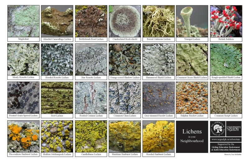 Lichens and Tree Bark Biodiversity Sheet | The Arboretum